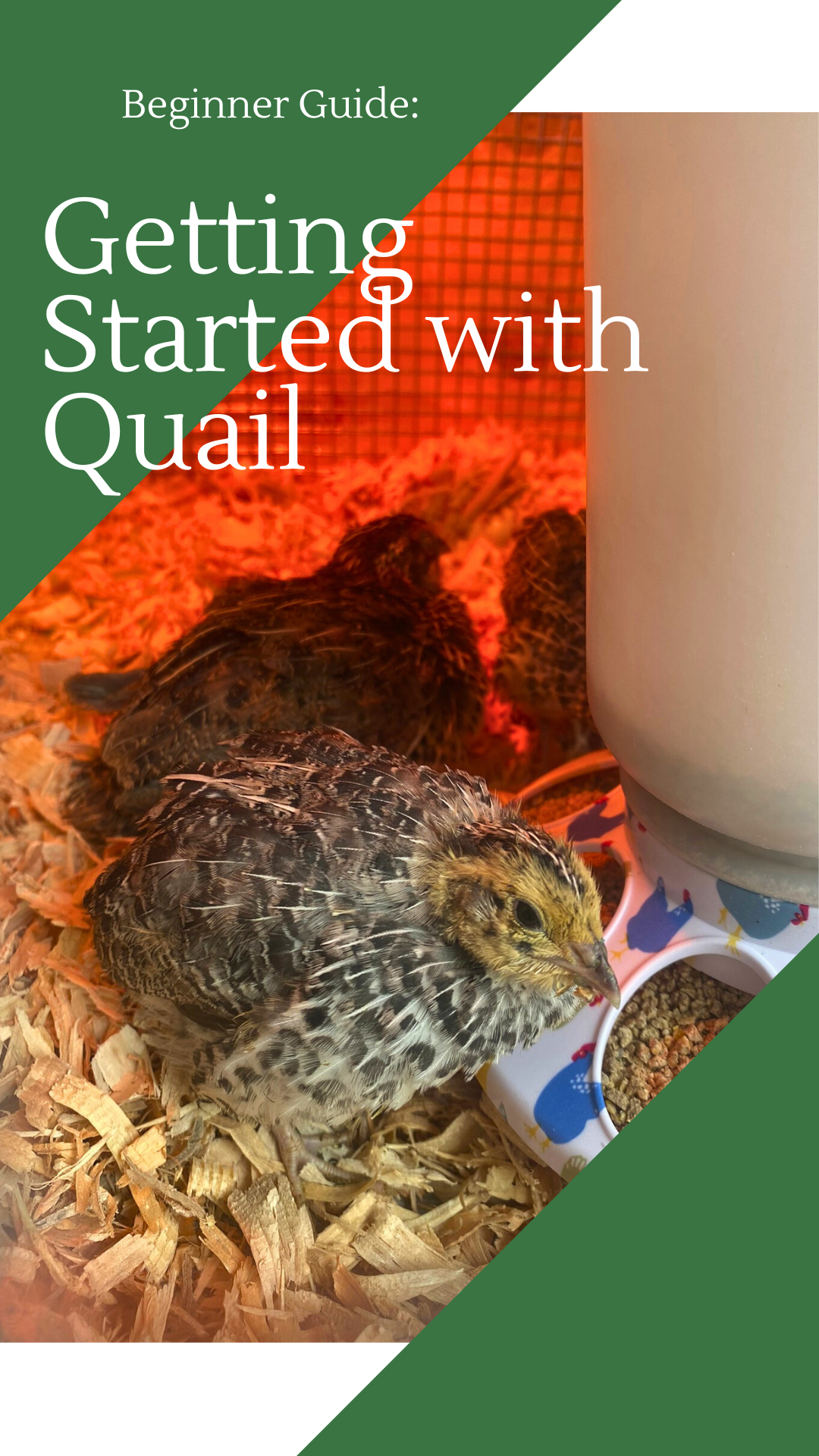 Beginner Guide: Getting Started with Quail - Simply Homemade by ...